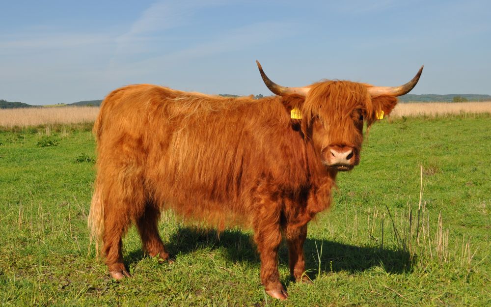 Highlander Hofladen Kiene